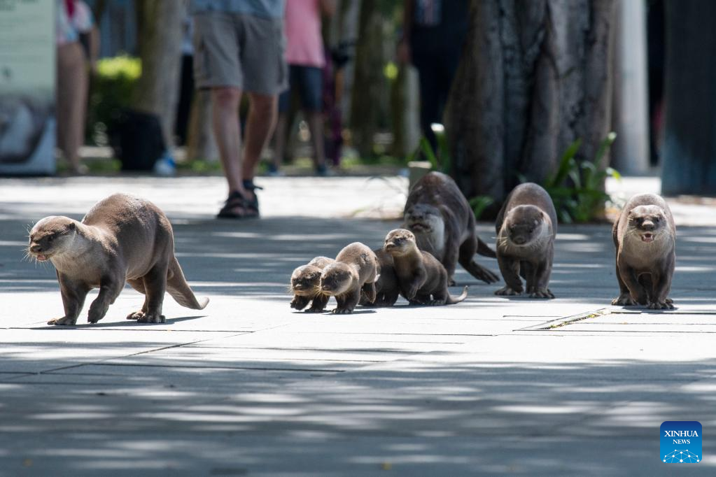 World Otter Day marked in Singapore-Xinhua