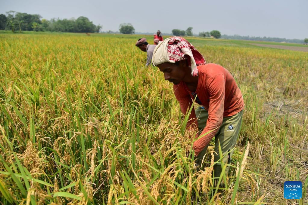 Farmers harvest paddy rice in India-Xinhua