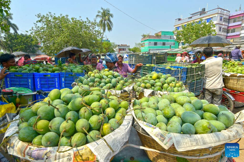 Mangoes harvested in Chapainawabganj, Bangladesh-Xinhua