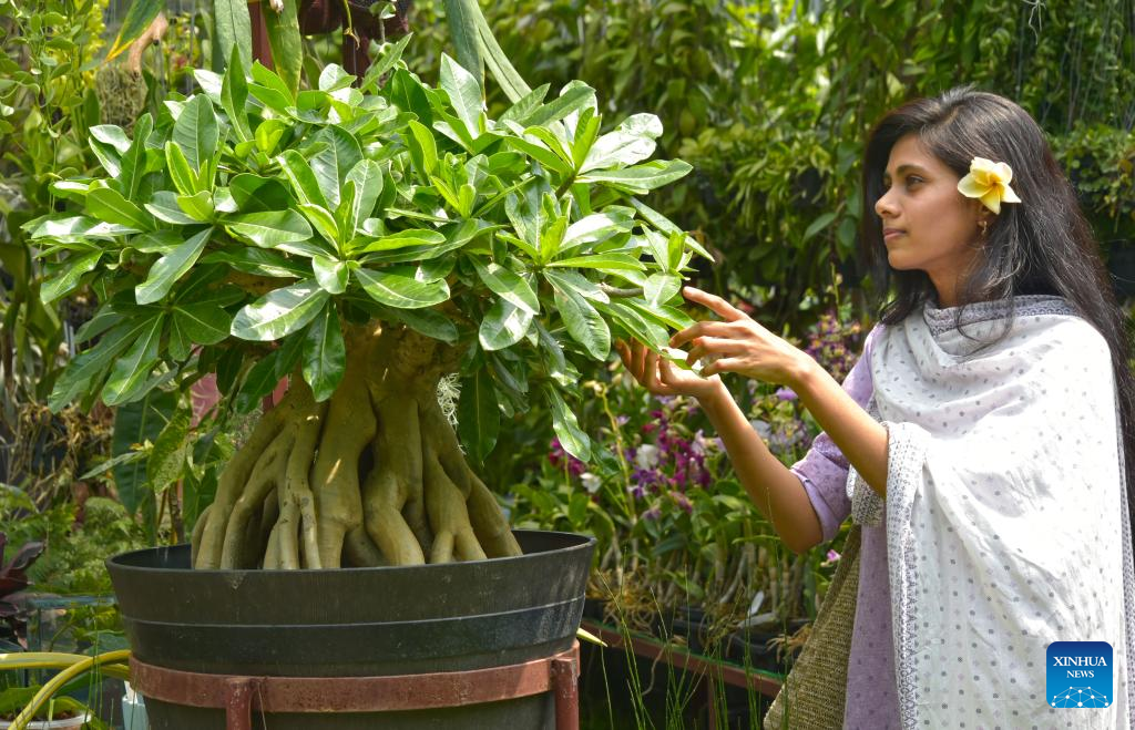National Tree Fair kicks off in Dhaka, Bangladesh-Xinhua