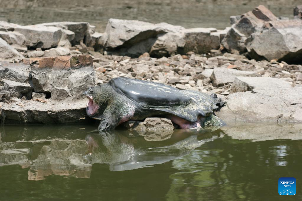 Feature: Earth's last two Swinhoe's turtles, yet both male-Xinhua