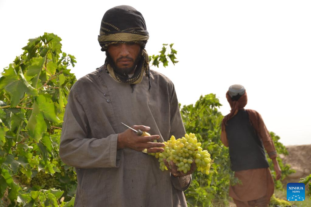 Farmers harvest grapes in Kandahar Province, Afghanistan-Xinhua