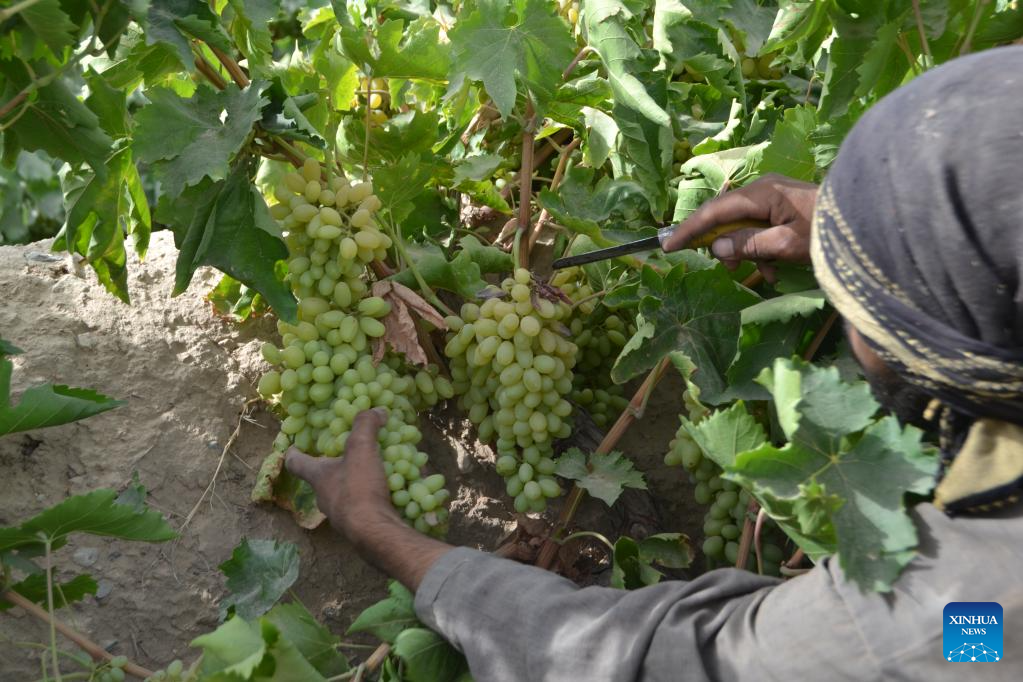 Farmers harvest grapes in Kandahar Province, Afghanistan-Xinhua