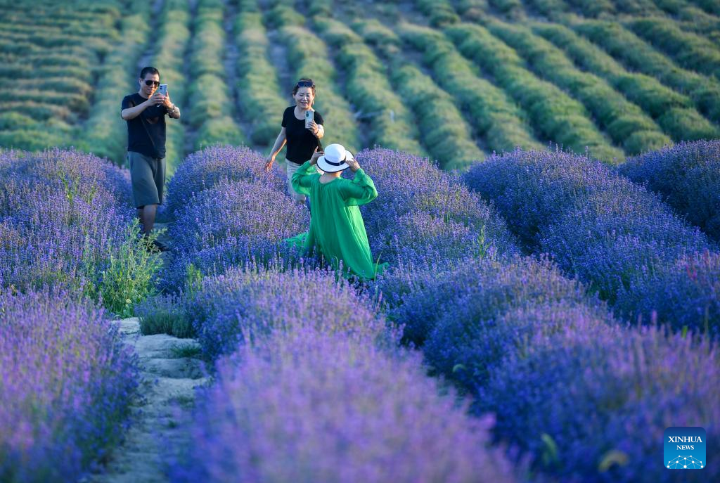 Lavender planting bases promote local tourism and lavender processing industry in NW China-Xinhua