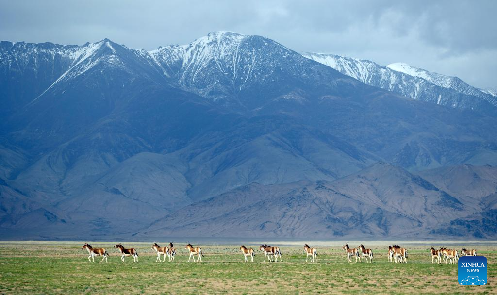 In pics: wild animals in Altun Mountains National Nature Reserve, NW China's Xinjiang-Xinhua