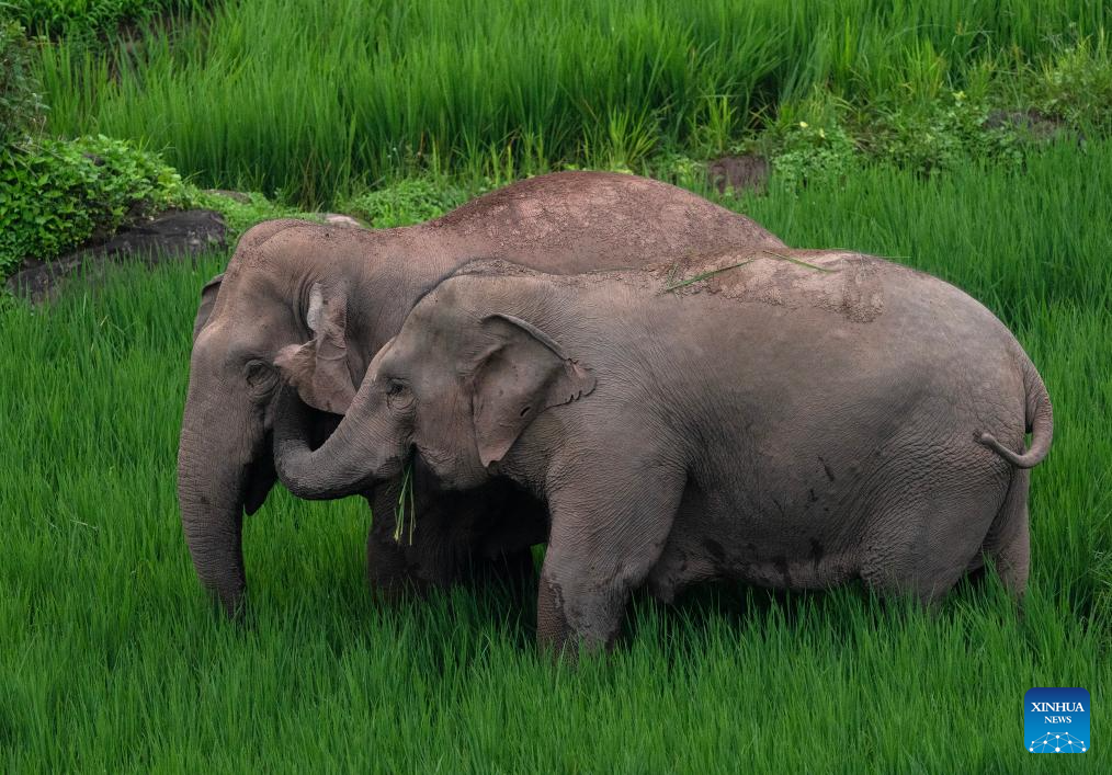 Human-elephant coexistence in SW China's Yunnan-Xinhua