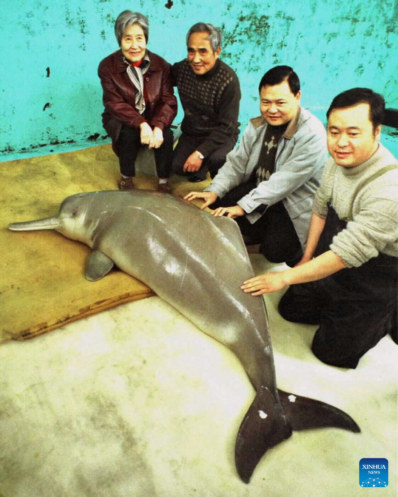 Yangtze finless porpoises under well protection with improved ...