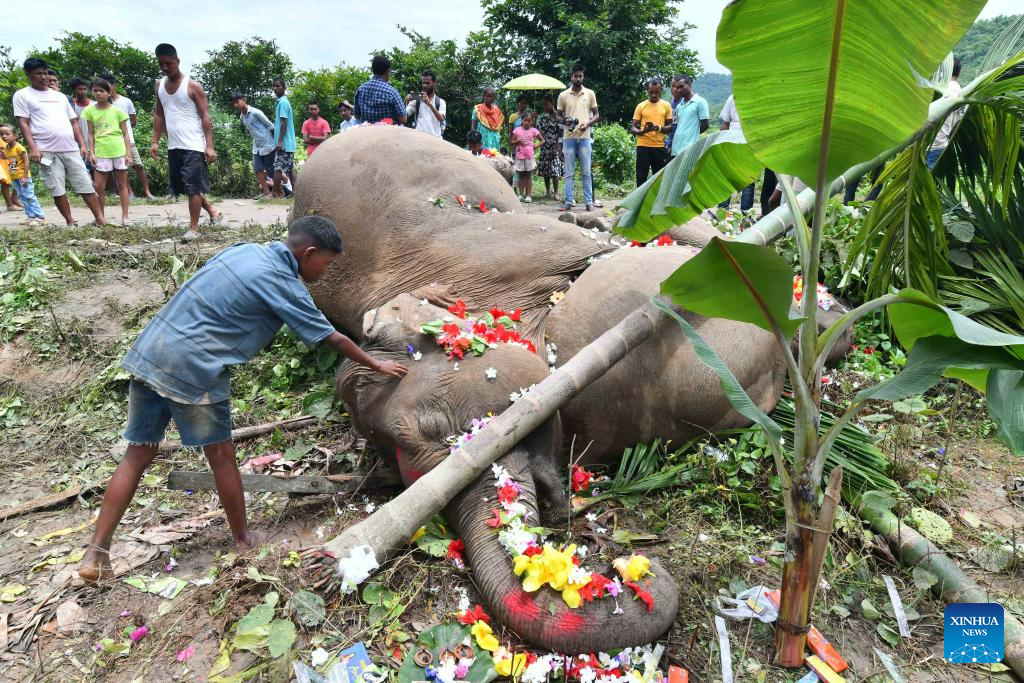 Three elephants die after being electrocuted in India-Xinhua