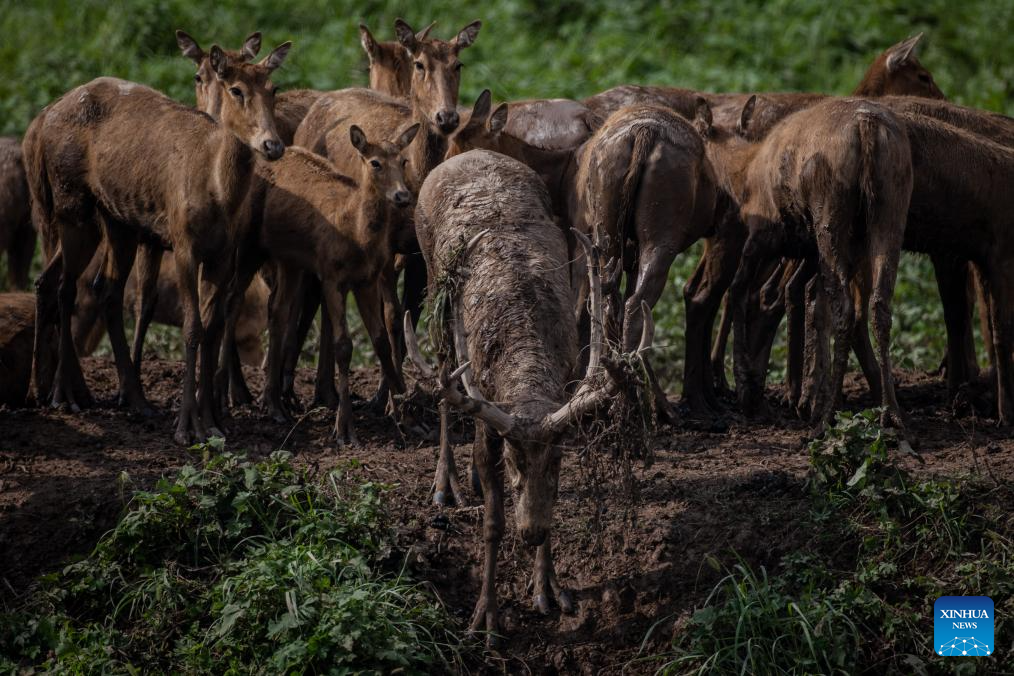 Population of milu deer increases due to conservation efforts in ...