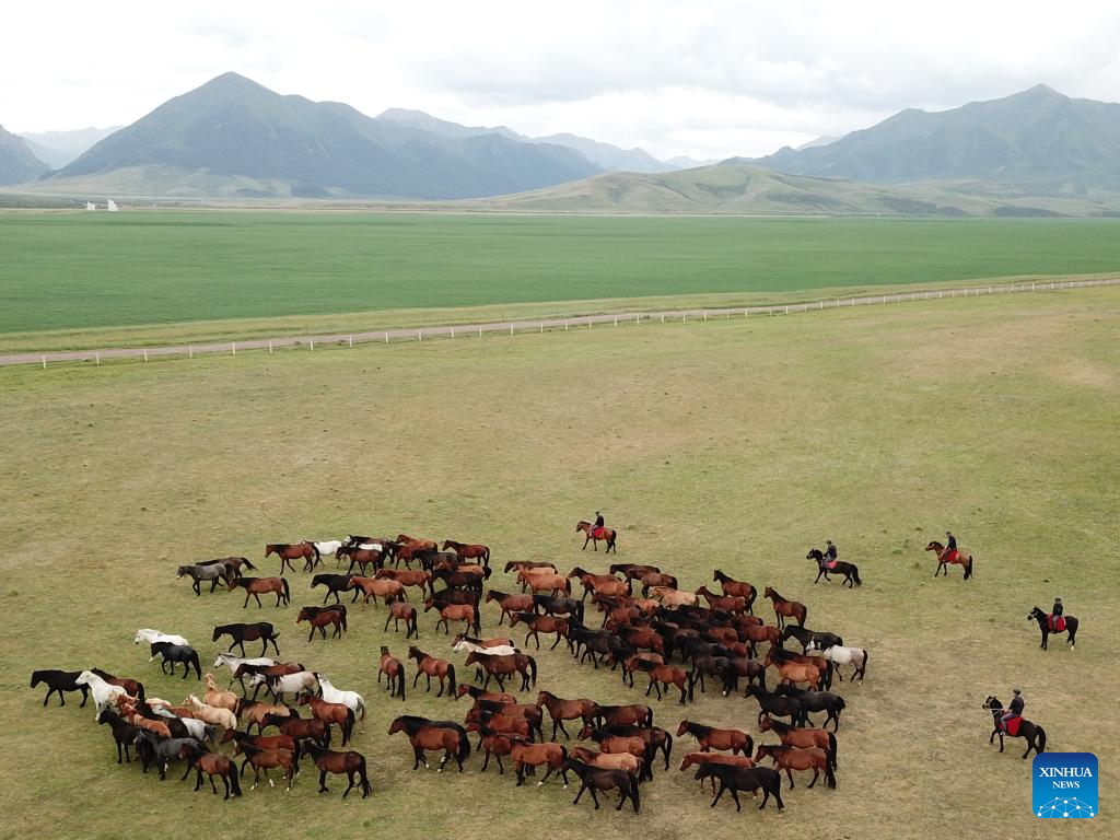 Shandan horses seen at breeding farm in NW China's Gansu-Xinhua