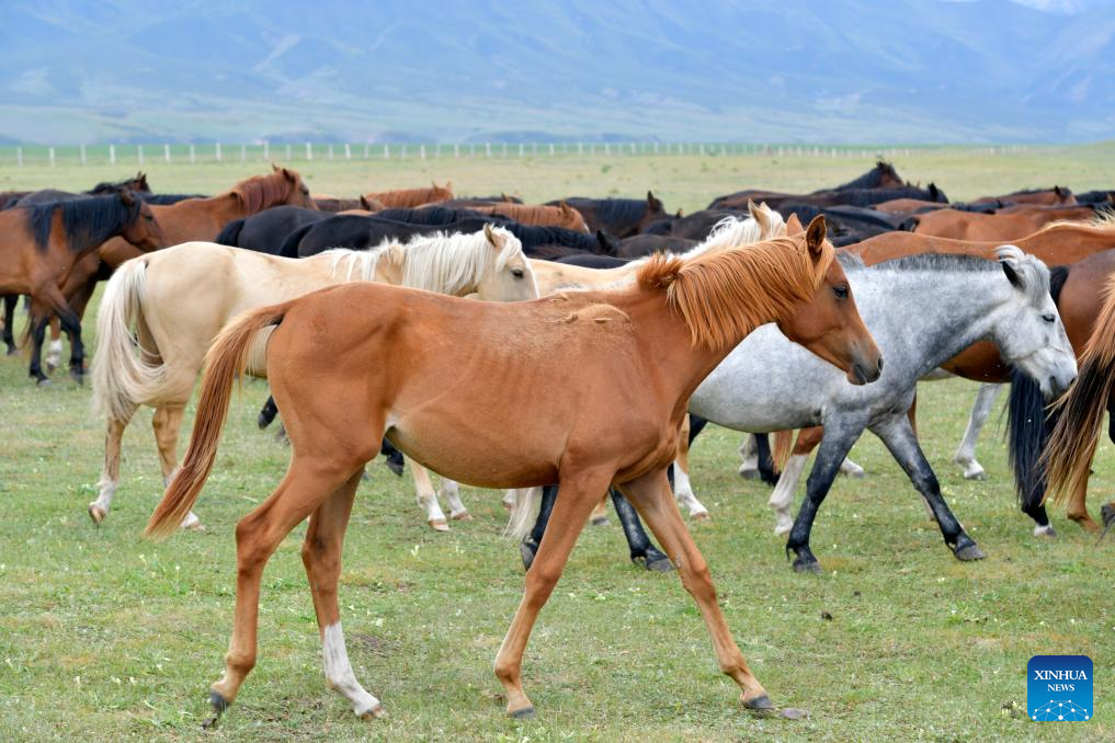 Shandan horses seen at breeding farm in NW China's Gansu-Xinhua
