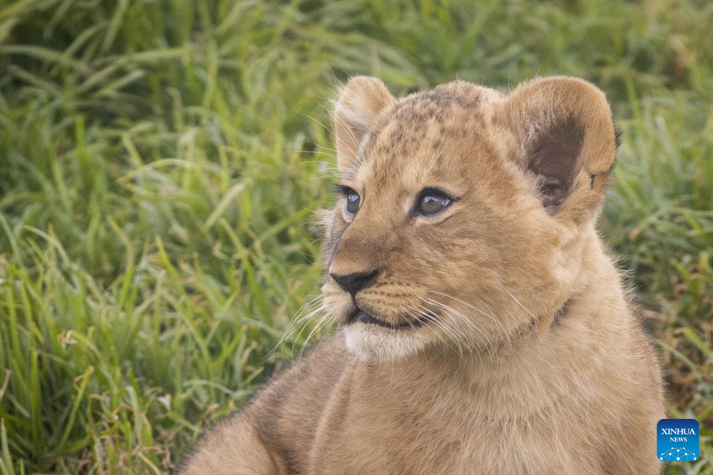 10-week-old lion trio get names at Australia zoo from over 360,000 ...