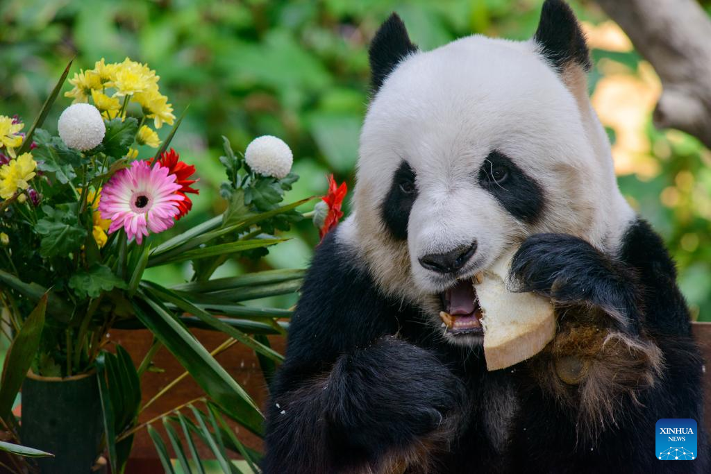 Giant panda "ambassadors" mark 17th birthday in Malaysia-Xinhua