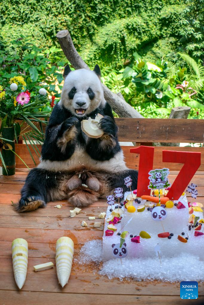 Giant panda "ambassadors" mark 17th birthday in Malaysia-Xinhua