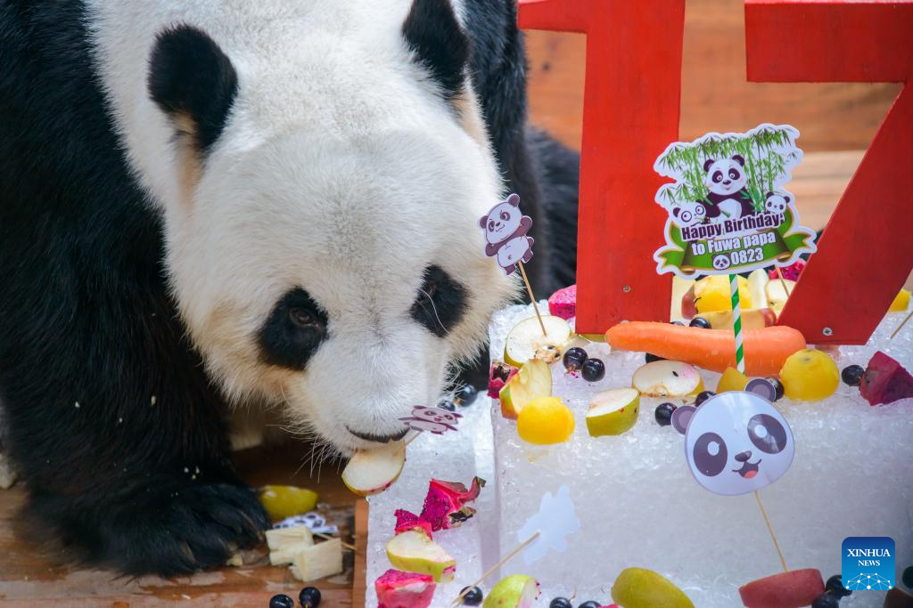 Giant panda "ambassadors" mark 17th birthday in Malaysia-Xinhua