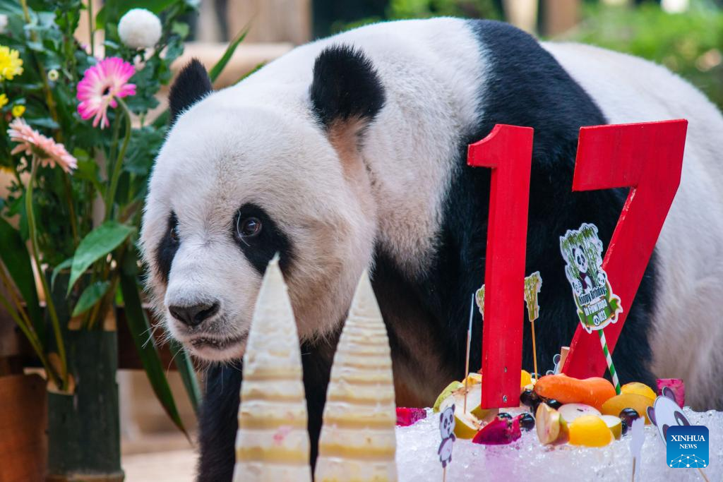Giant panda "ambassadors" mark 17th birthday in Malaysia-Xinhua