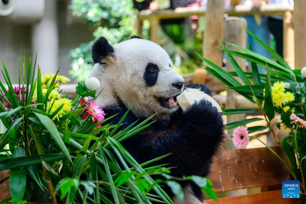 Giant panda "ambassadors" mark 17th birthday in Malaysia-Xinhua