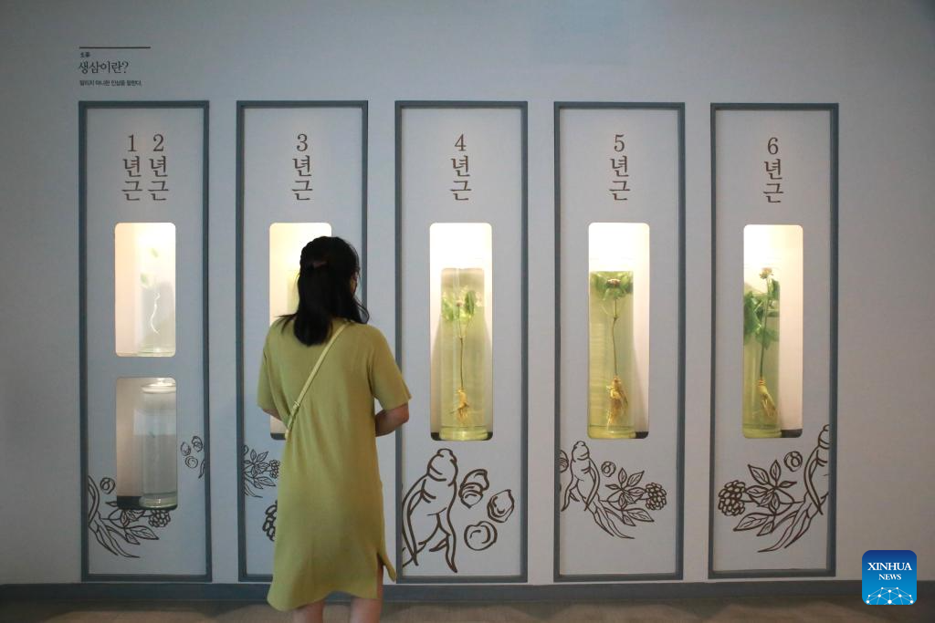 In pics: Korean ginseng in Geumsan, South Korea -Xinhua