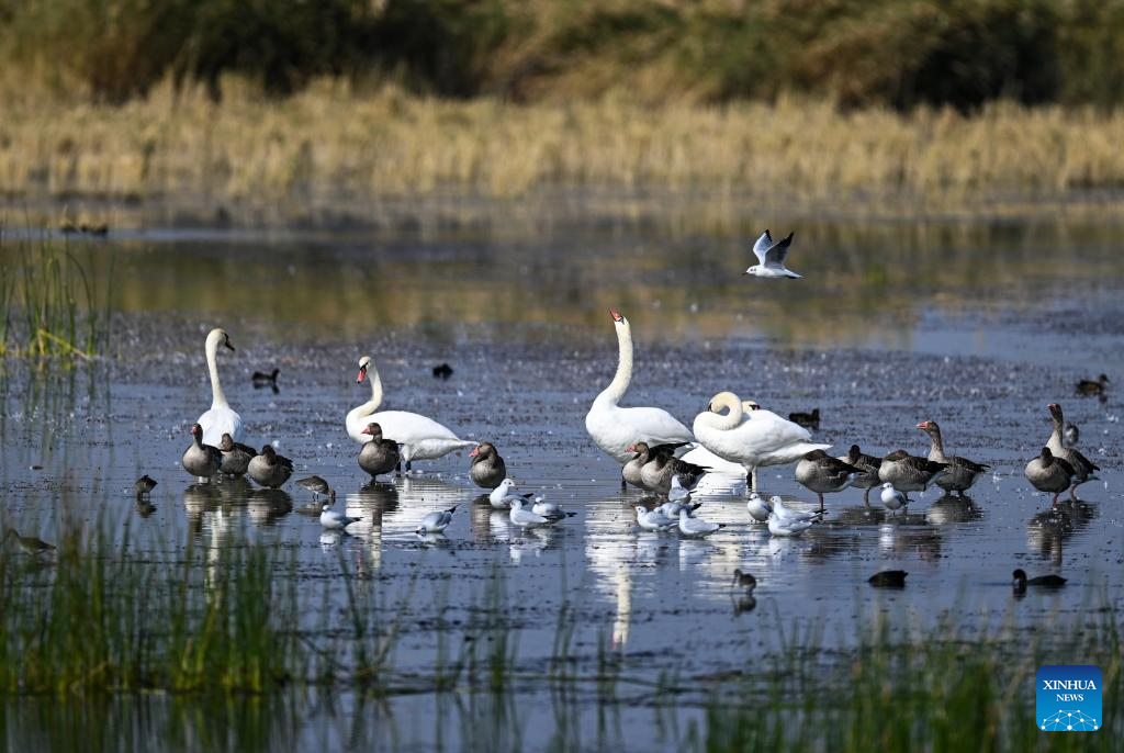 Migratory birds seen at Ulan Suhai Lake in north China-Xinhua