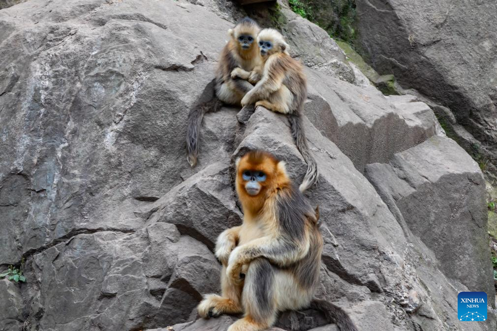 Sichuan golden snub-nosed monkeys seen at Yuhe area of Giant Panda ...