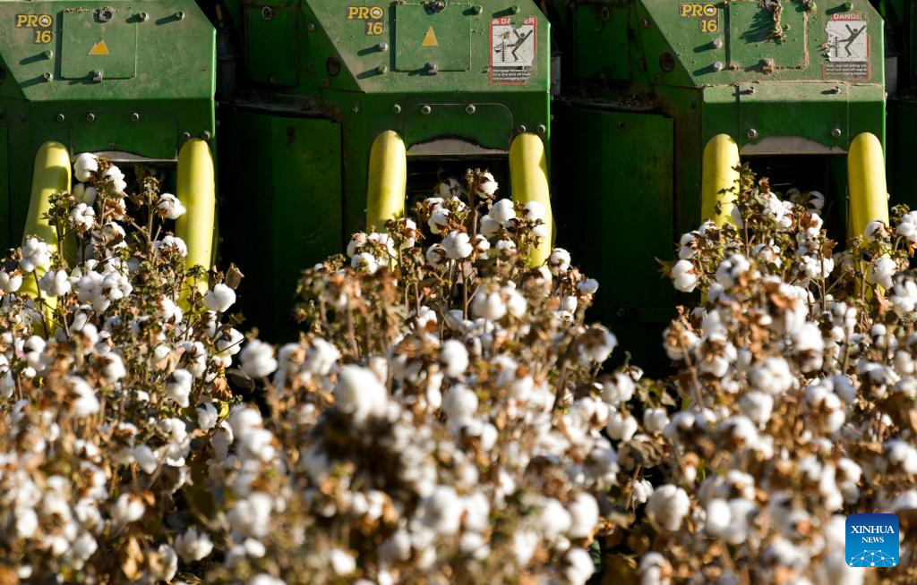Xinjiang enters cotton harvest season-Xinhua
