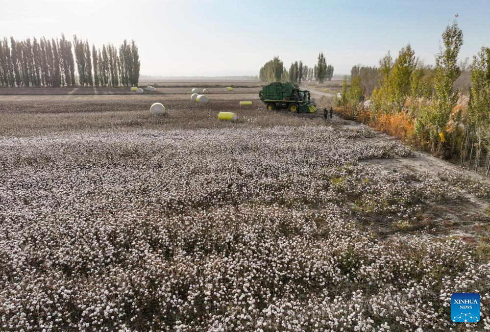 Xinjiang enters cotton harvest season-Xinhua