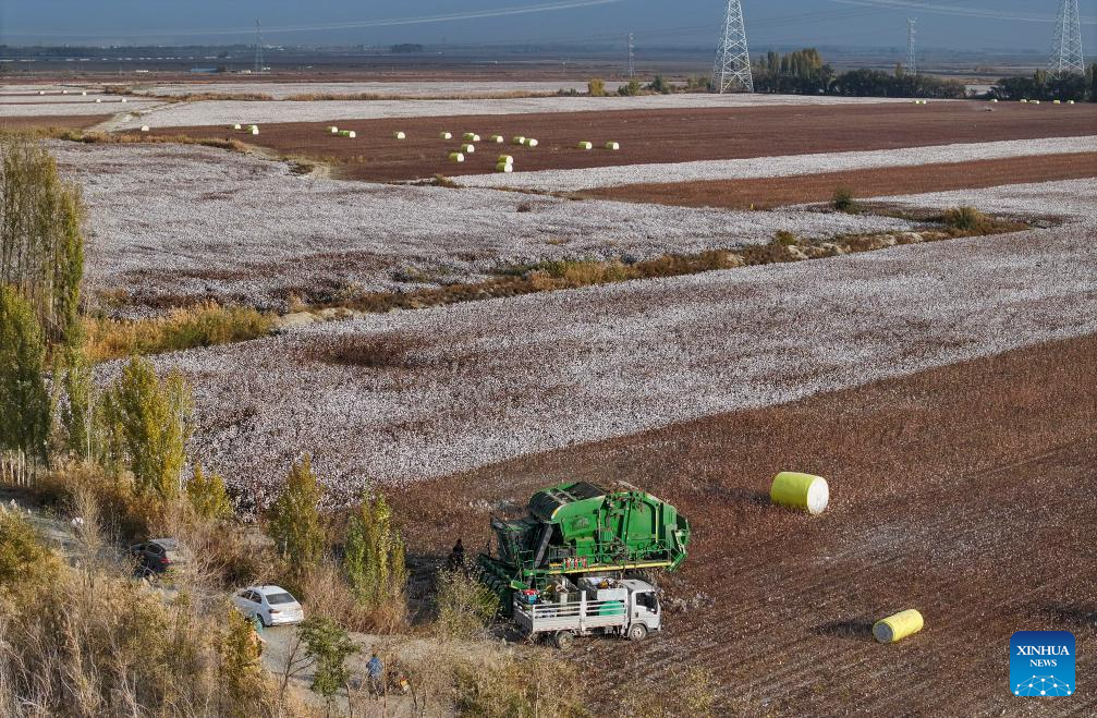 Xinjiang enters cotton harvest season-Xinhua