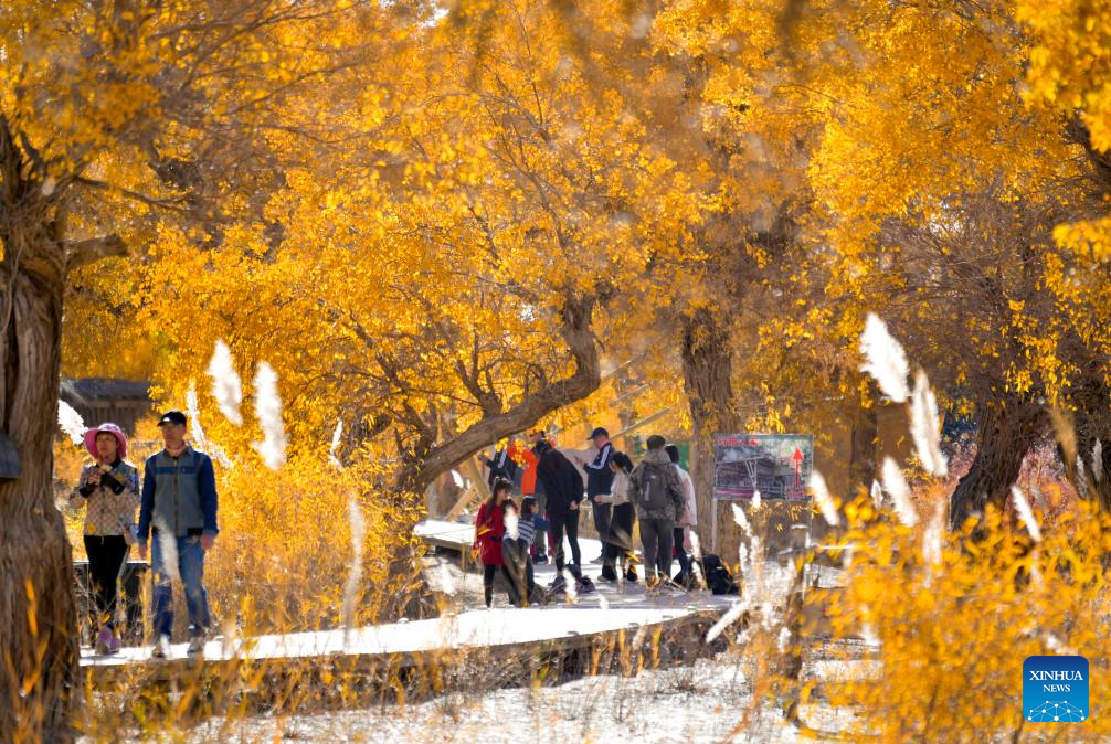People visit desert poplar forest in Tarim River Basin of Xinjiang-Xinhua