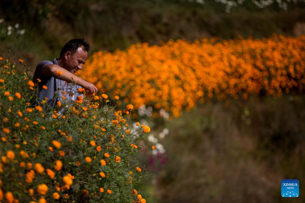 Marigold flowers collected for Tihar festival in Nepal-Xinhua