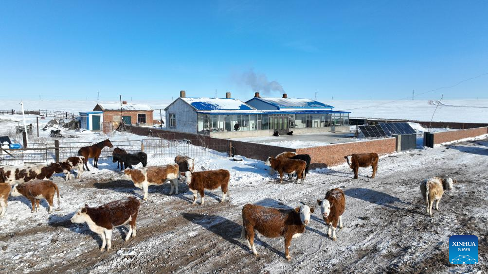 Pic story of herdsman in Hulun Buir, China's Inner Mongolia-Xinhua