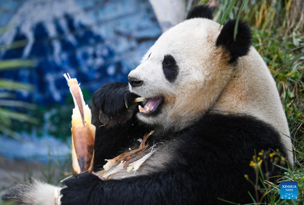 4 giant pandas transferred to animal theme park in Chongqing-Xinhua
