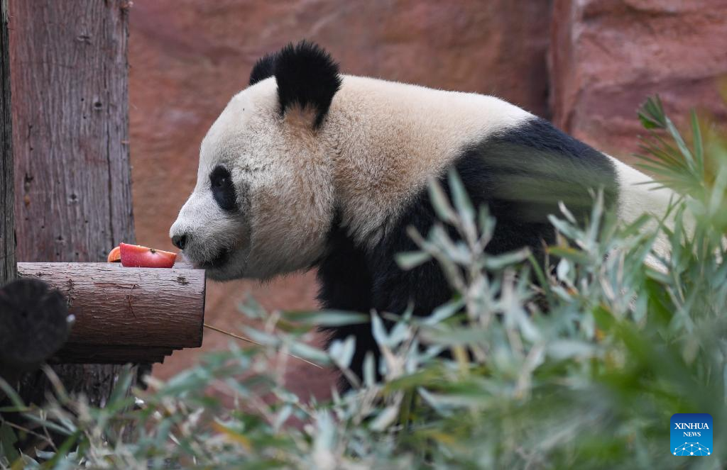 4 giant pandas meet public at Locajoy animal theme park in Chongqing-Xinhua