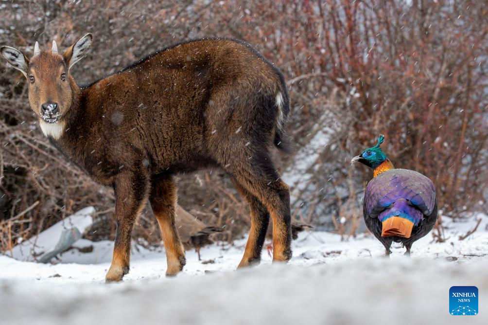 Rare animals seen in China's Xizang-Xinhua