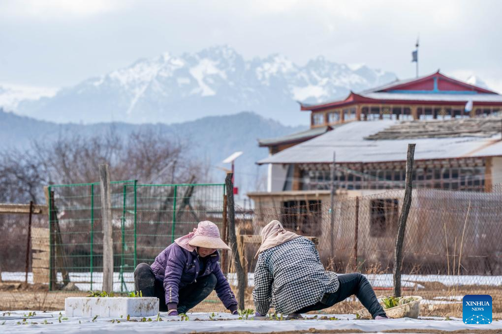 Villagers work on plateau farm in Shangri-la-Xinhua