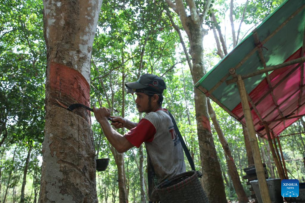 Villagers work at rubber plantation in Kawhmu Township, Myanmar-Xinhua