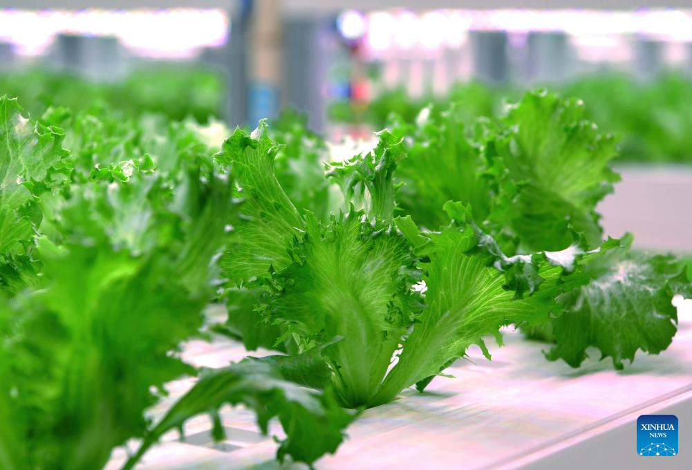 Intelligent plant cultivating system boosts vegetable output at Fujian ...