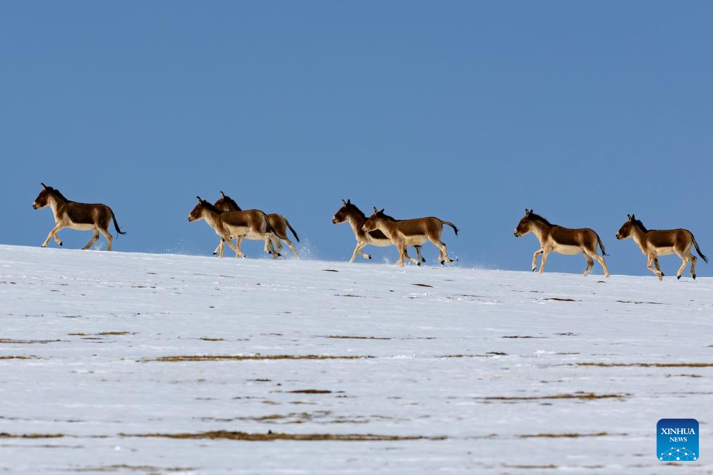 In pics: wild animals at Changtang National Nature Reserve in SW China ...