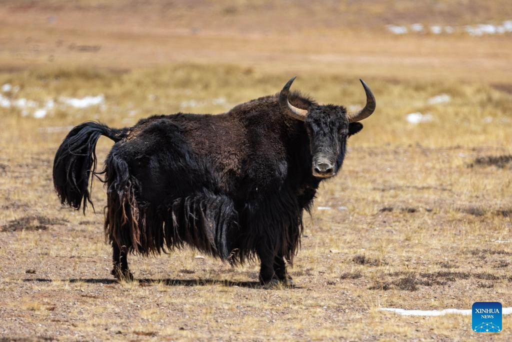In pics: wild animals at Changtang National Nature Reserve in SW China ...