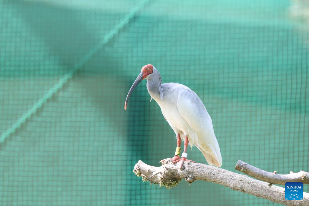 In pics: main habitat for crested ibis in Changnyeong, South Korea-Xinhua