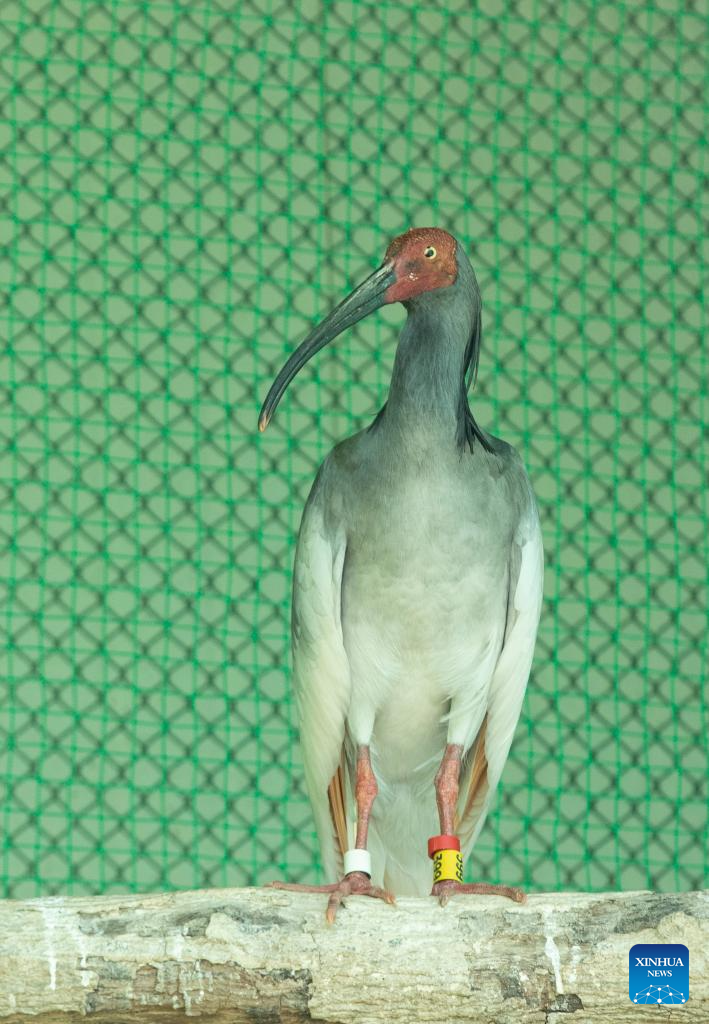 In pics: main habitat for crested ibis in Changnyeong, South Korea-Xinhua