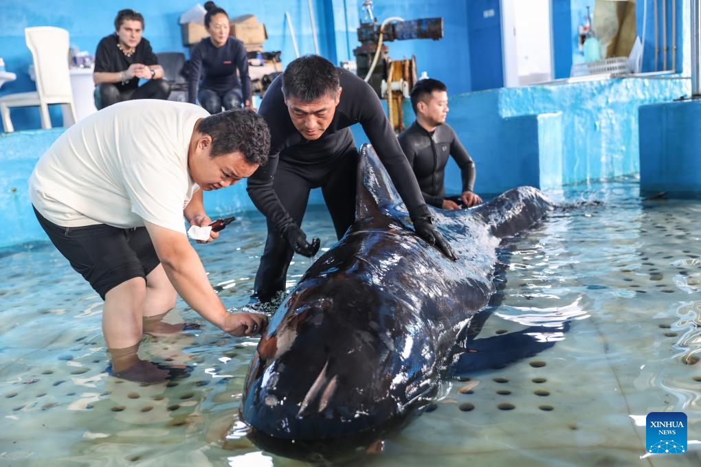 Rescued whale released in south China-Xinhua