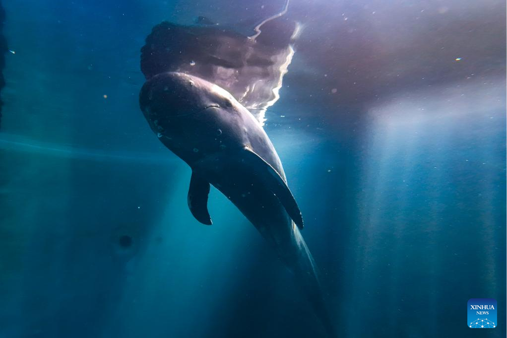 Rescued whale released in south China-Xinhua