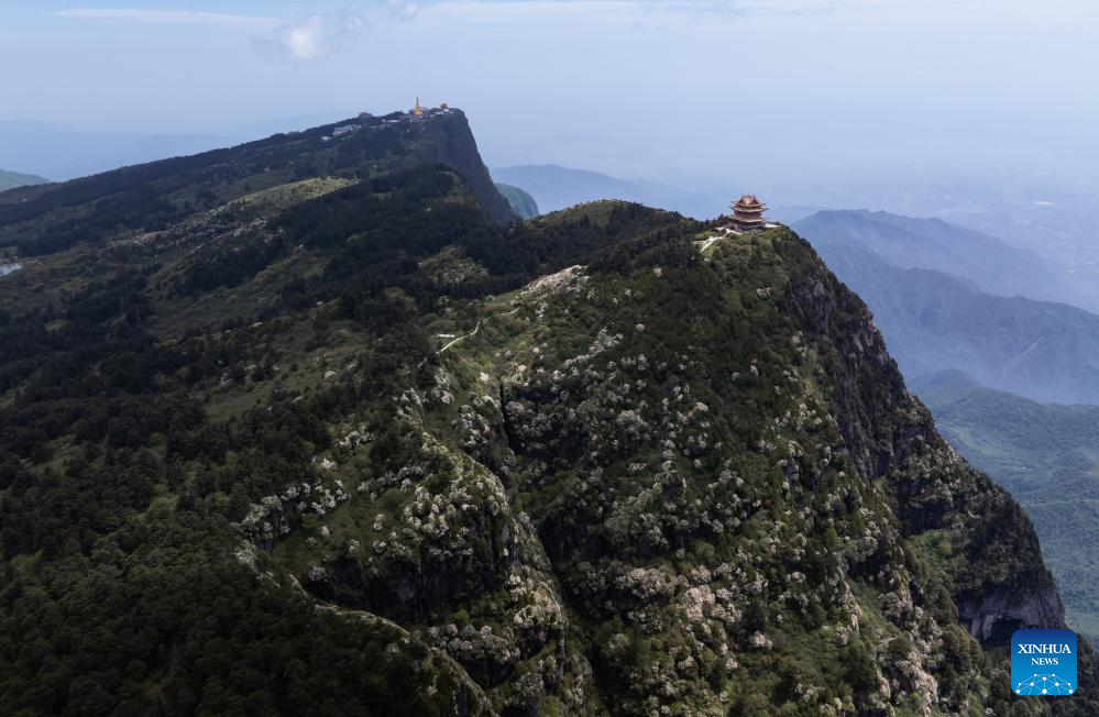 Scenery of azalea blossoms on summit of Mount Emei, SW China-Xinhua