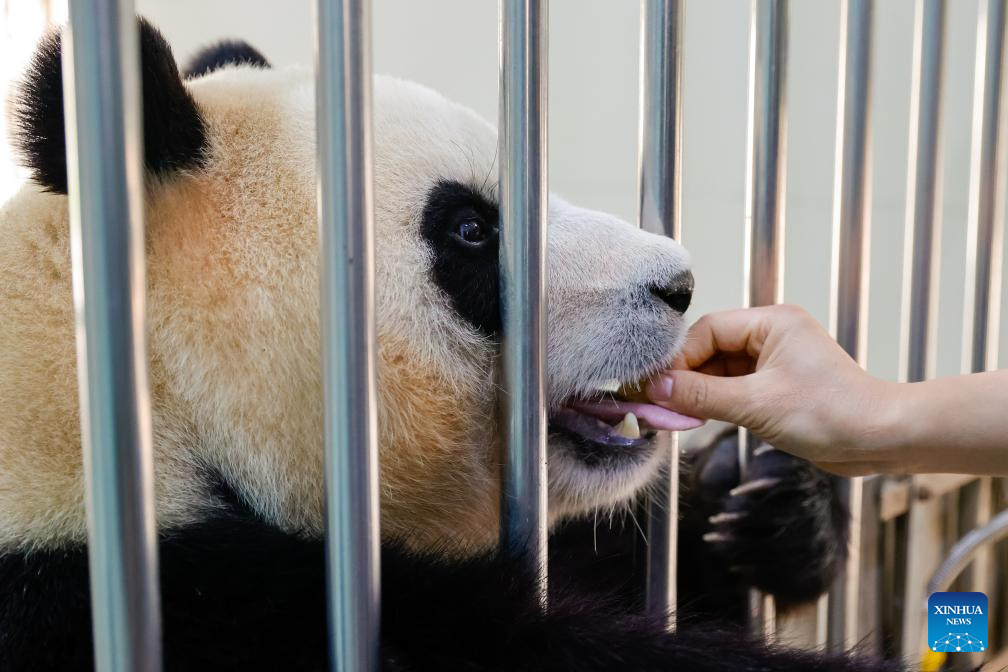 Shenshuping giant panda base helps Fu Bao adapt to new environment in ...