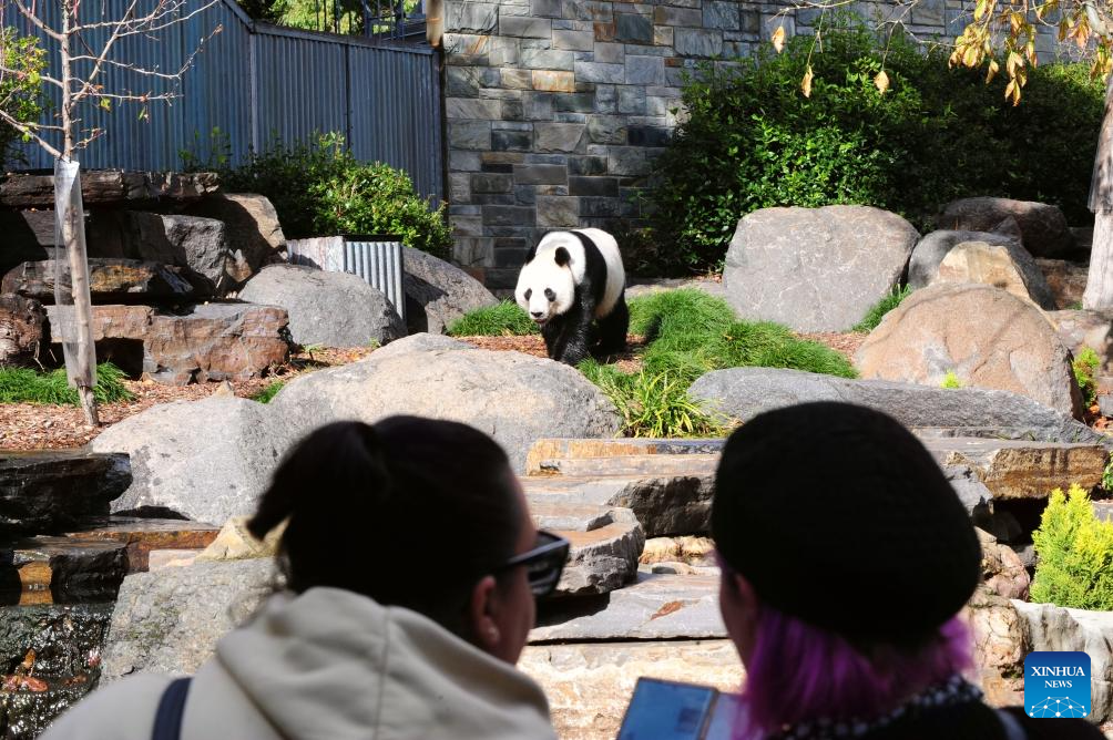In pics: giant panda Wang Wang and Fu Ni at Adelaide Zoo in Australia ...