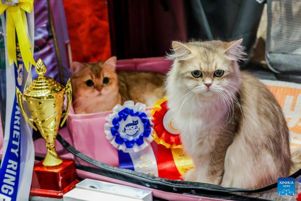In pics: WCF Philippines World Cat Show 2024-Xinhua