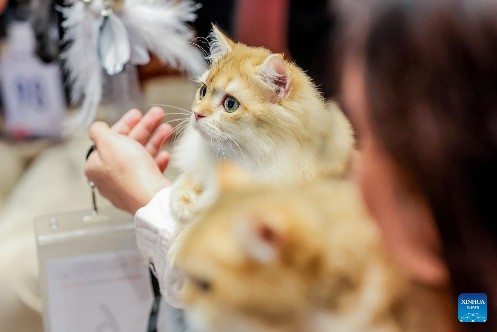 In pics: WCF Philippines World Cat Show 2024-Xinhua
