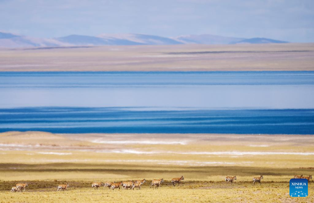 In pics: migration of Tibetan antelope in Xizang-Xinhua