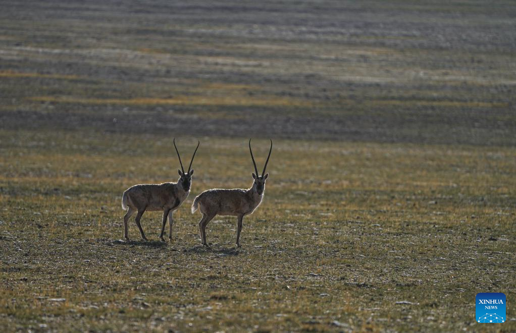 In pics: migration of Tibetan antelope in Xizang-Xinhua
