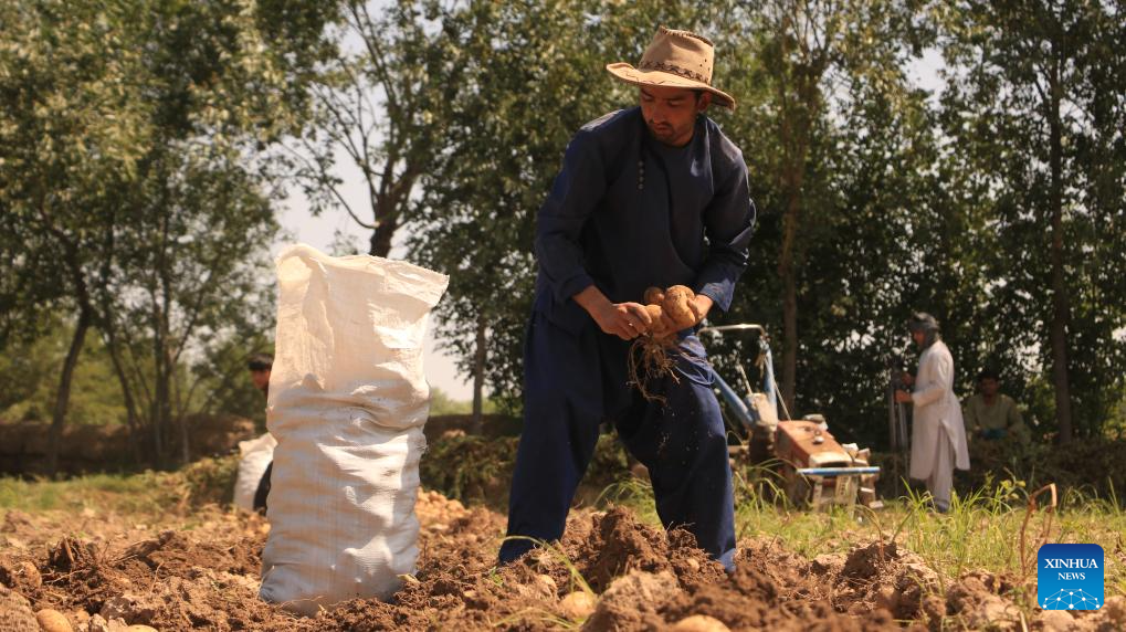 Farmers harvest potatoes in west Afghanistan-Xinhua